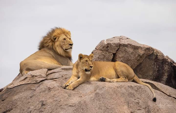 AMKA AFRIKA – ADVENTURES AND SAFARIS.